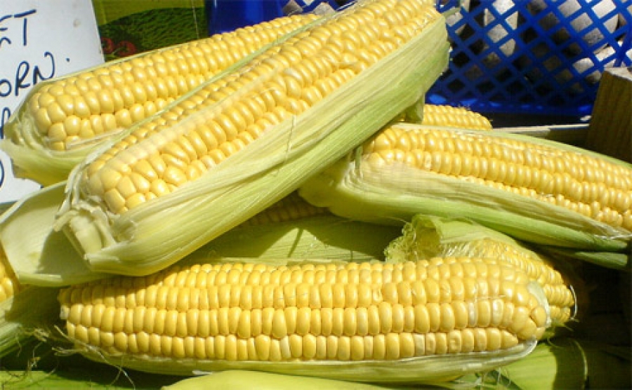 Edición XXXVIII del concurso del elote más grande del mundo – Mexicampo